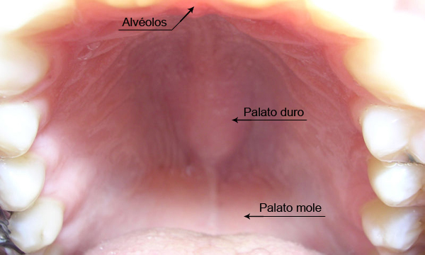 Fisiologia da voz – Voz e Canto